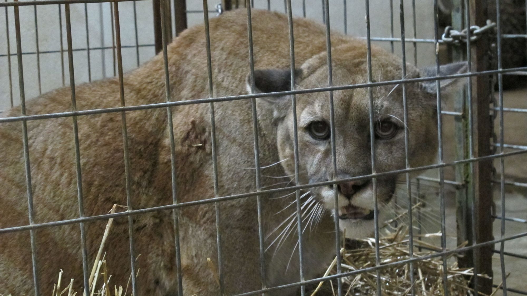An Inside Look at the Exotic Animal Trade